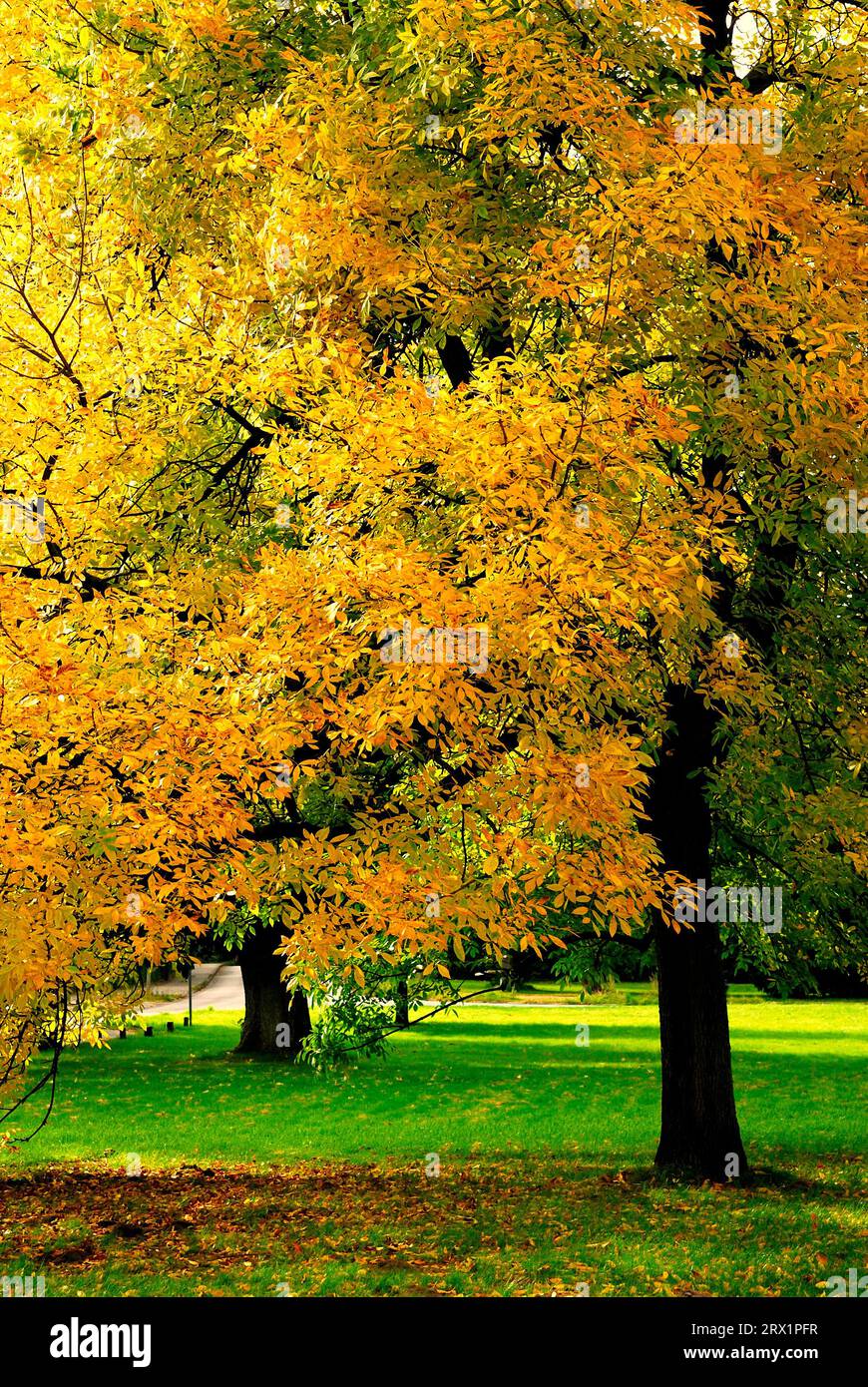 Tree in autumn dress Stock Photo - Alamy