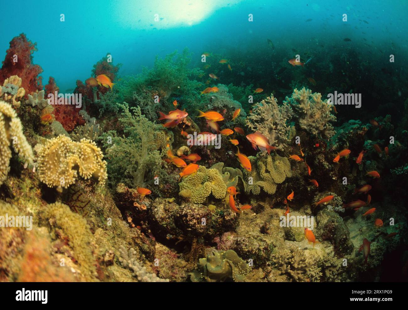 Reef Red Sea Stock Photo - Alamy