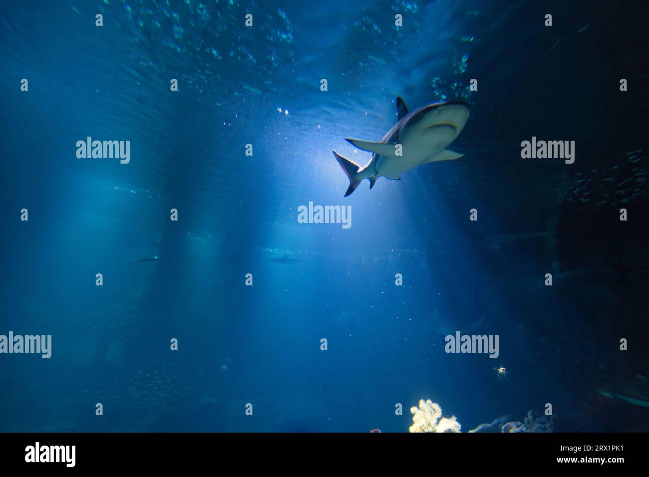 Requiem shark hi-res stock photography and images - Alamy