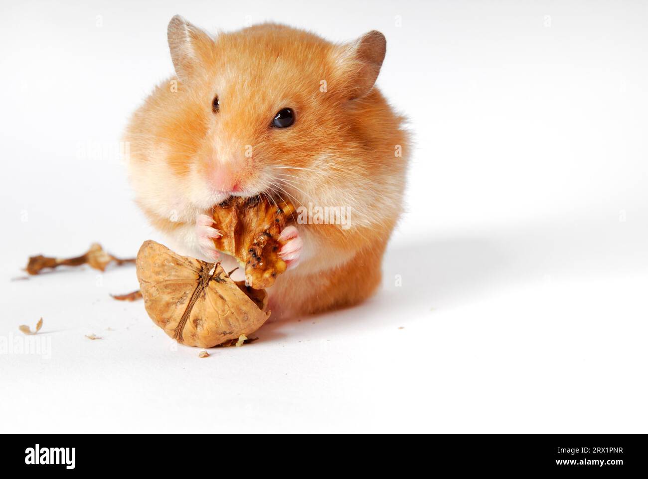 Animal hoarding hi-res stock photography and images - Alamy