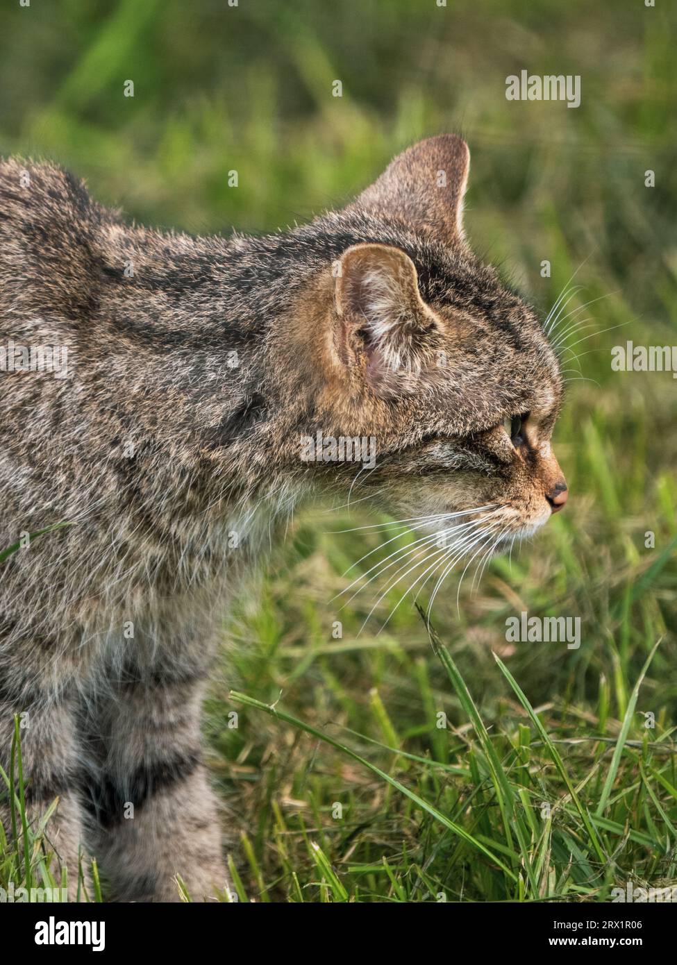 Close up of a scottish wildcat hi-res stock photography and images - Alamy