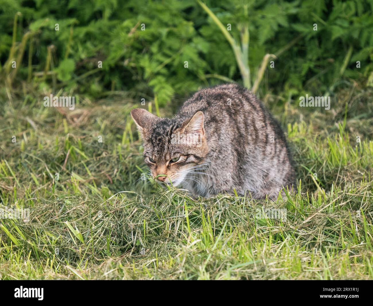 Scottish Wildcat Sitting on the Grass Stock Photo - Alamy