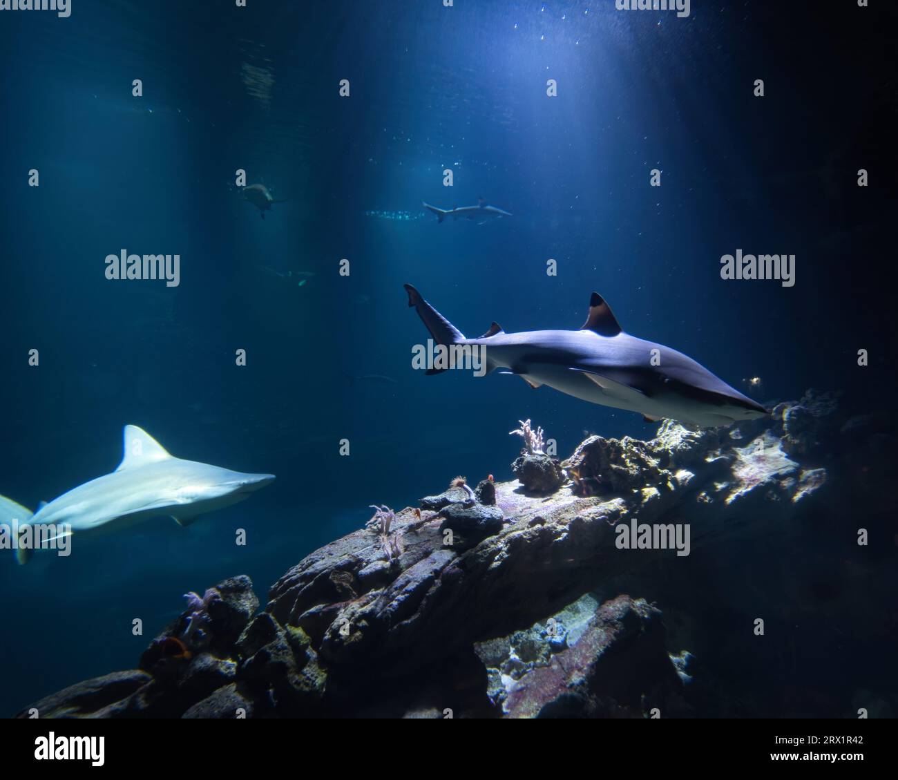 black tip reef shark is a species of requiem shark, in the family ...