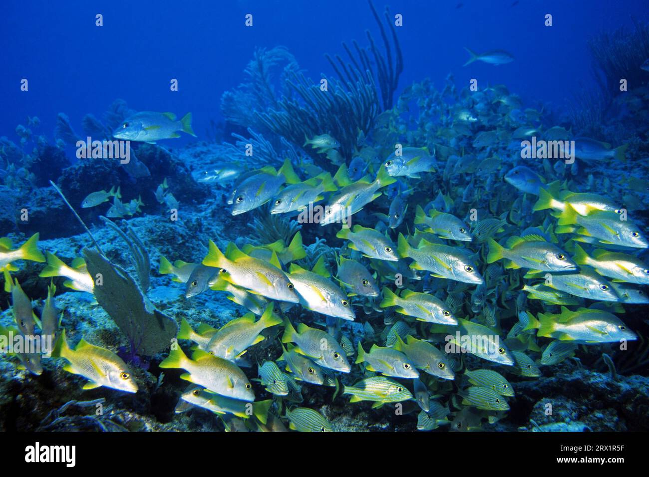 Schoolmaster snapper and blue stripe grunt in a shoal, underwater shot ...