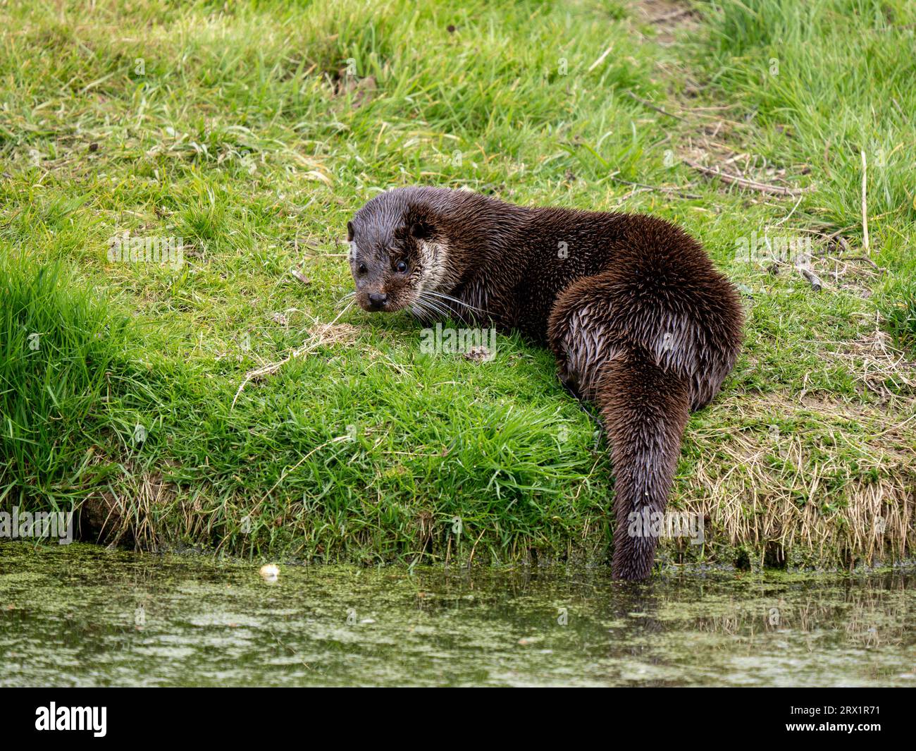 Otter Resting on a Riverbank Stock Photo - Alamy