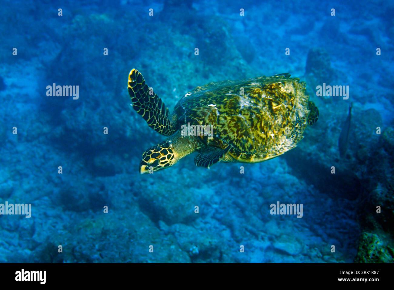 Sea turtle, Ellaidhoo, Maldives, Ari Atoll Stock Photo - Alamy