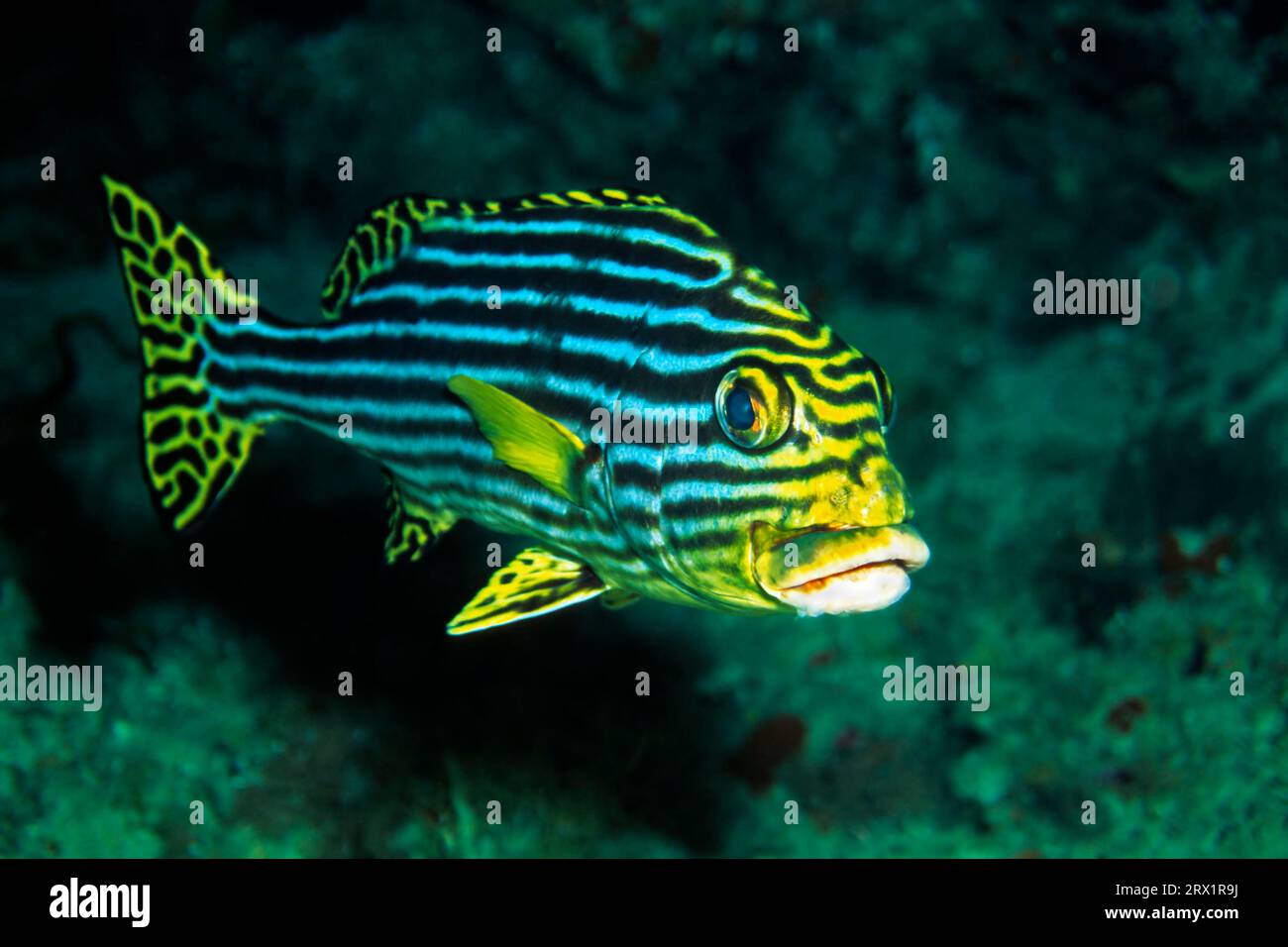 Indian ocean oriental sweetlip hi-res stock photography and images - Alamy