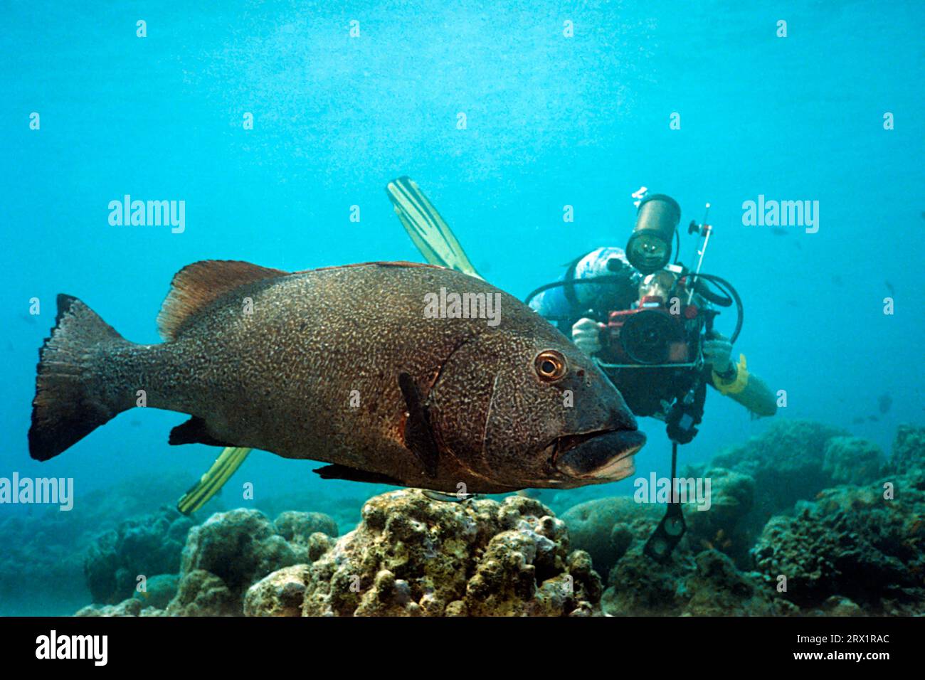 Giant Sweetlips and UW Photographer, Kuredu, Maldives, Lhaviyani Atoll ...