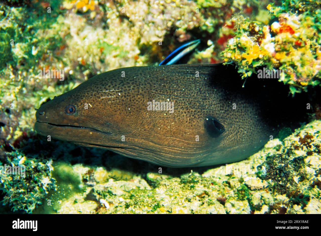 Giant Moray moray eel, Ellaidhoo, Maldives, Ari Atoll Stock Photo - Alamy