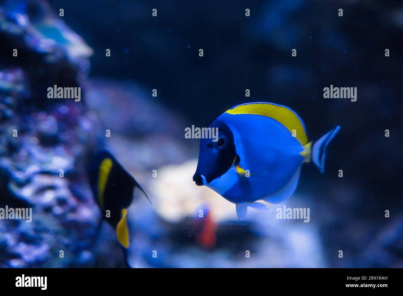 blue surgeonfish, powder blue tang and powder-blue surgeonfish, is a ...