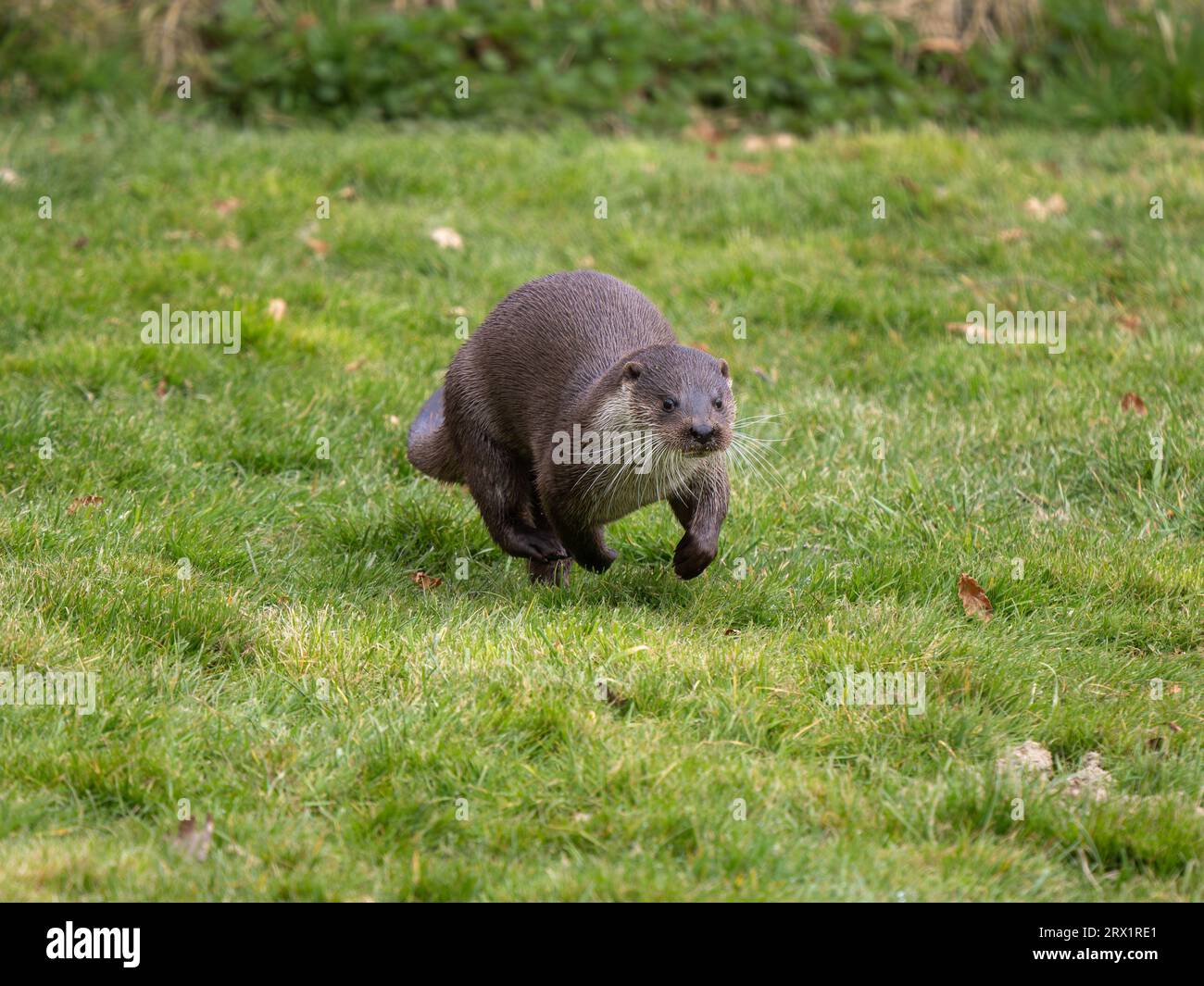 Otter running hi-res stock photography and images - Alamy