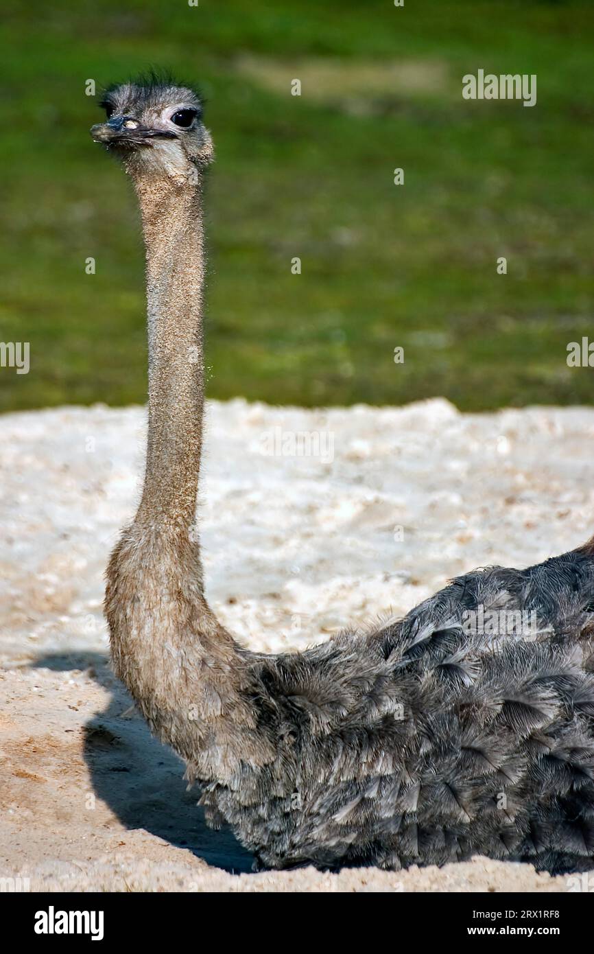Ostrich female hi-res stock photography and images - Alamy