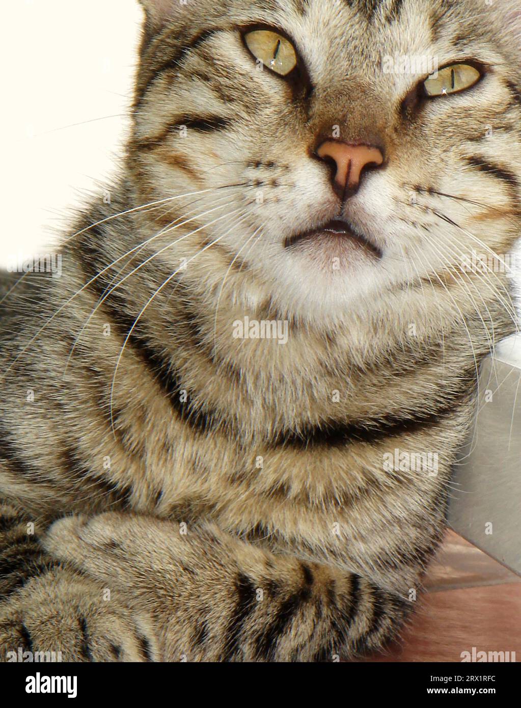 Red tabby male european hi-res stock photography and images - Alamy