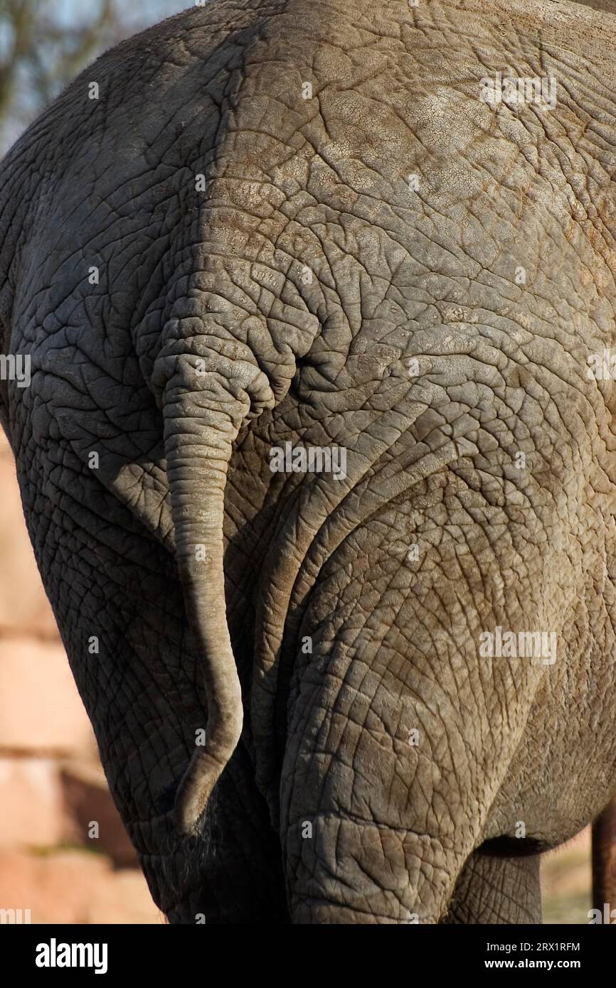 Rump view hi-res stock photography and images - Alamy