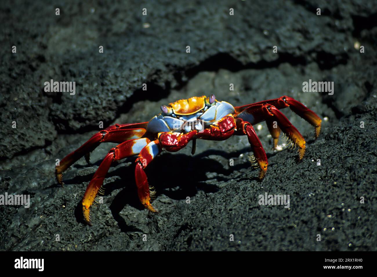 Sally Lightfood, Beach Crab, Galapagos Stock Photo - Alamy