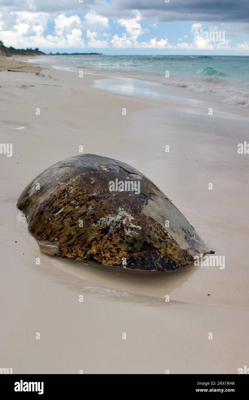 Turtle shell found on beach hi-res stock photography and images - Alamy