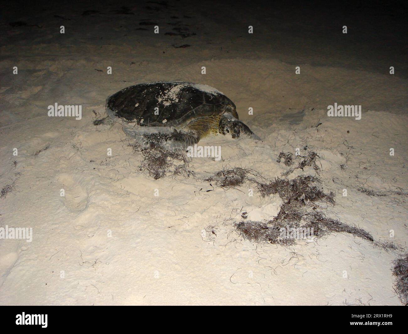 Sea turtle laying eggs on the beach at night, Cuba Stock Photo - Alamy