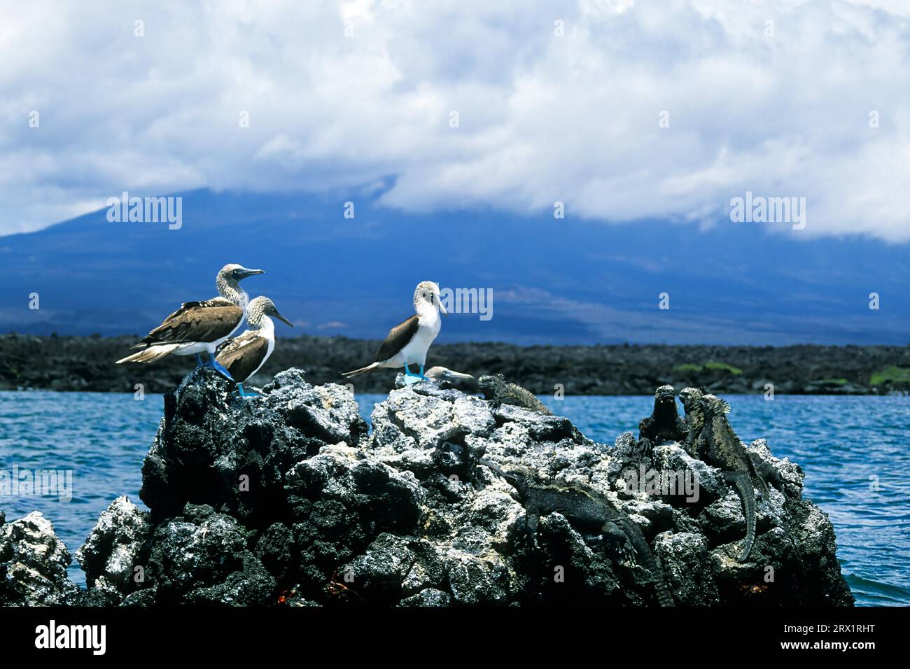 Fernandina Island, Galapagos Stock Photo - Alamy
