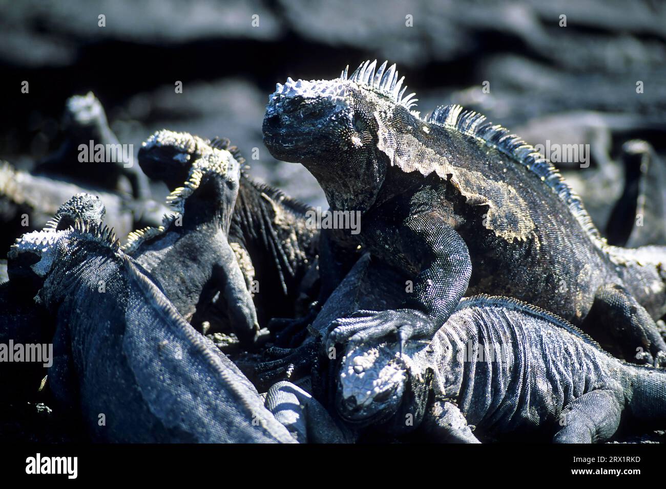Sea Lizards, Galapagos, Fernandina Island Stock Photo - Alamy