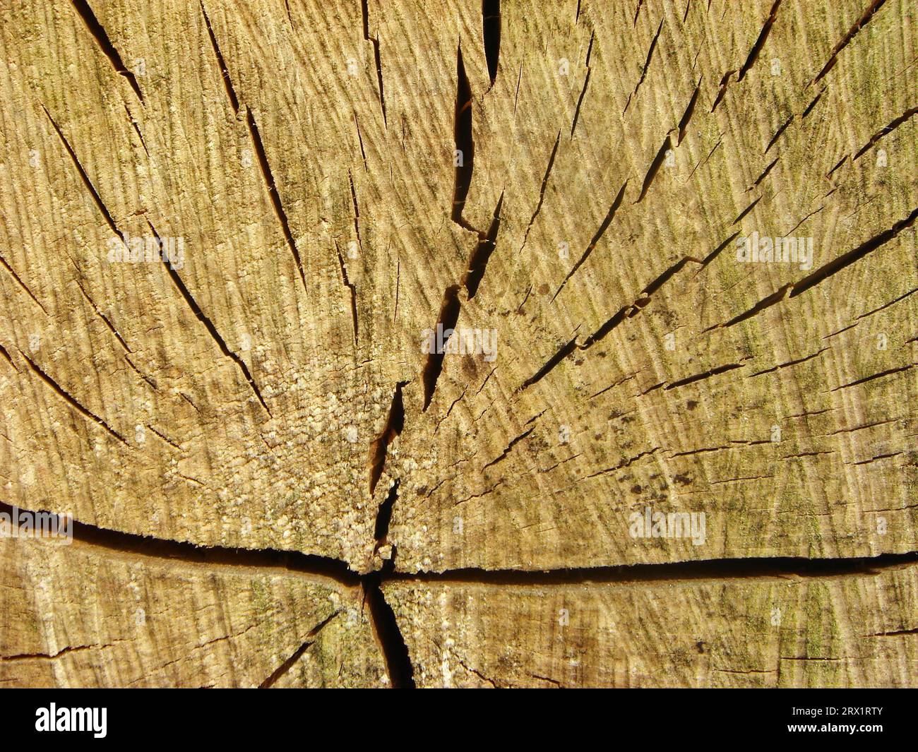 Tree trunk, cross section Stock Photo - Alamy