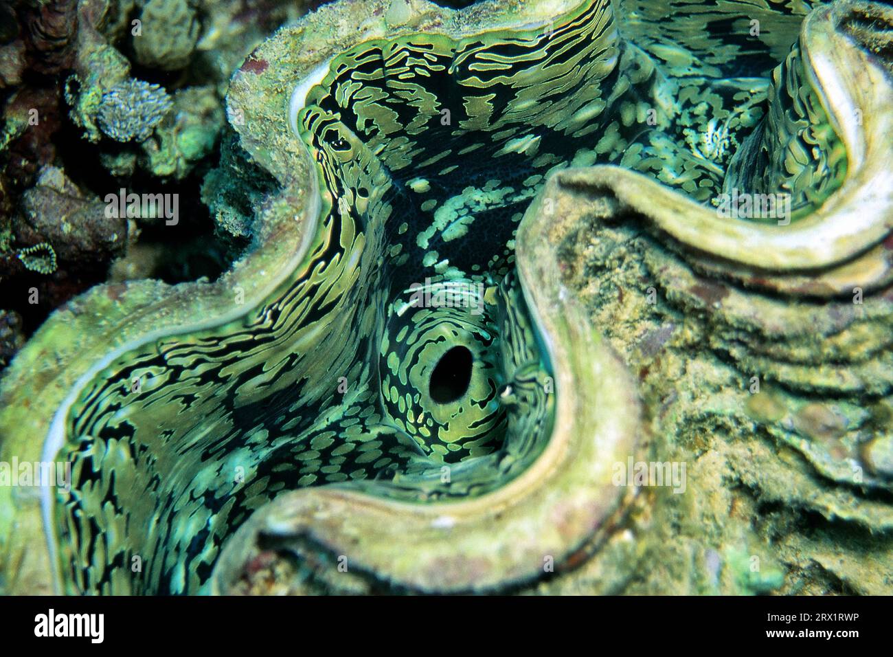 Mussel feeding underwater hi-res stock photography and images - Alamy