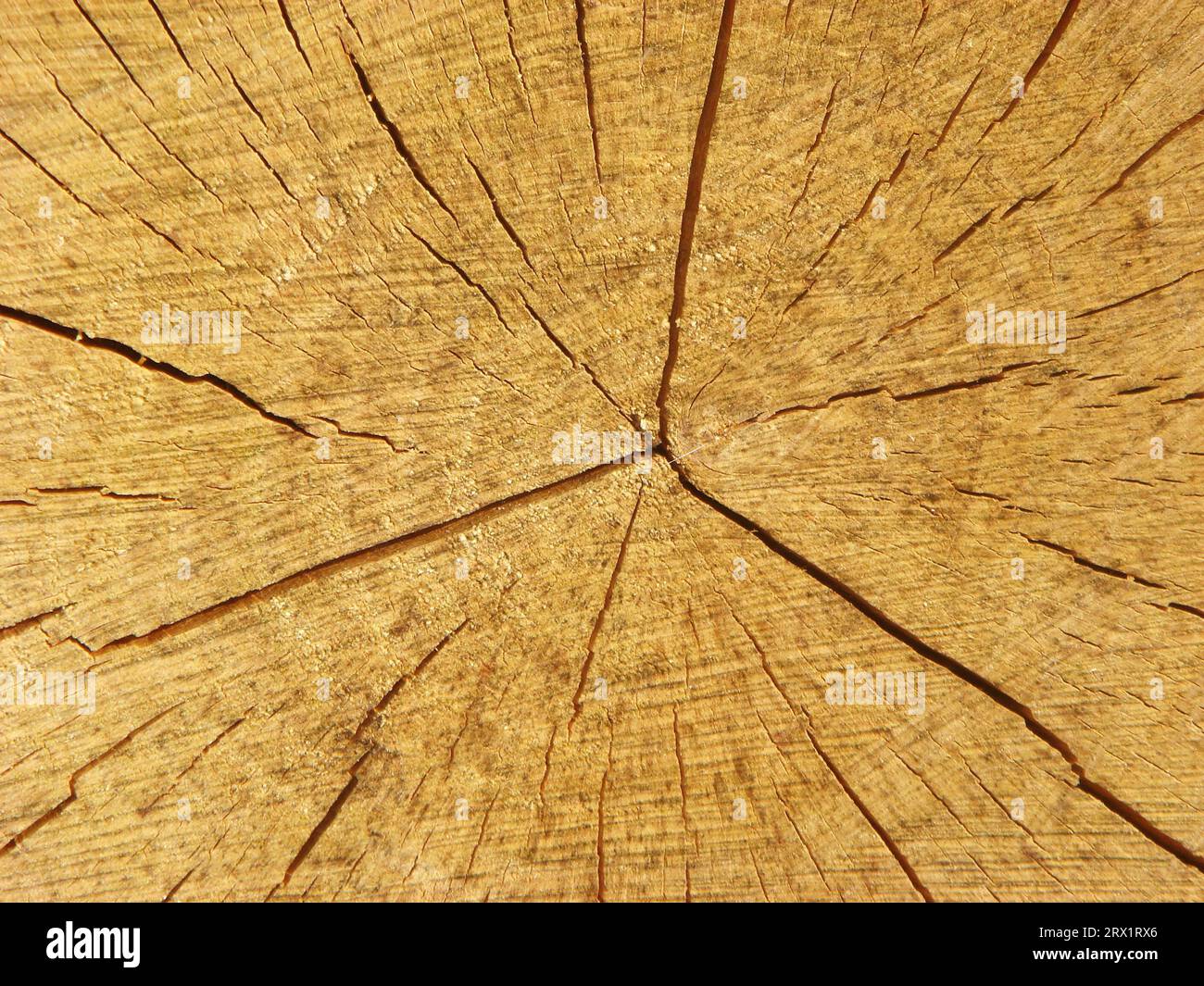 Tree trunk, cross section Stock Photo - Alamy