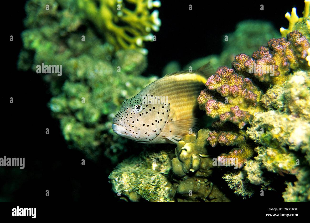 Striped coral guardian, tufted perch, Red Sea, Egypt Stock Photo - Alamy