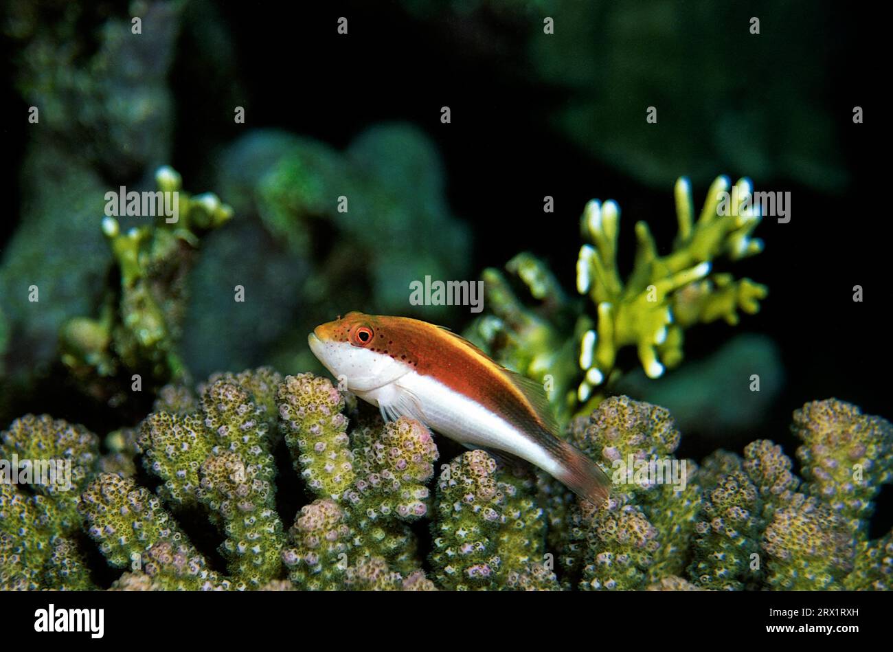 Striped coral guardian, tufted perch, Red Sea, Egypt Stock Photo - Alamy