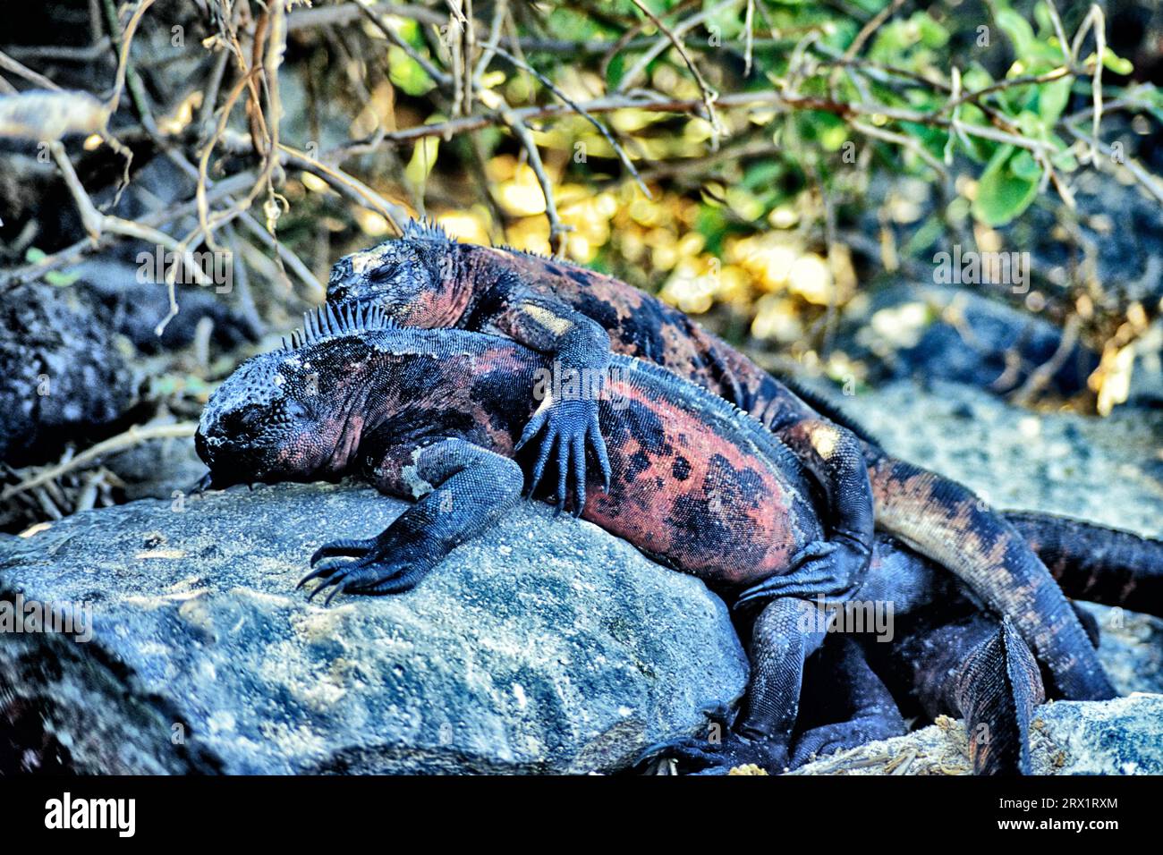 Sea lizards sunbathing on lava rocks, Galapagos, Espanola Island (Hood ...