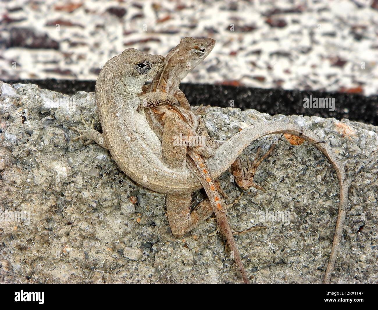 Lizards mating, Cayo Largo Cuba Stock Photo - Alamy
