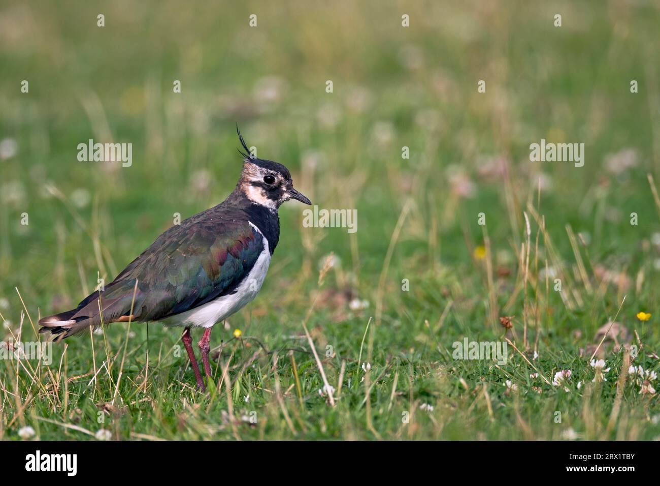 Northern lapwings (Vanellus vanellus) lays on average 3 to 4 eggs in a ...