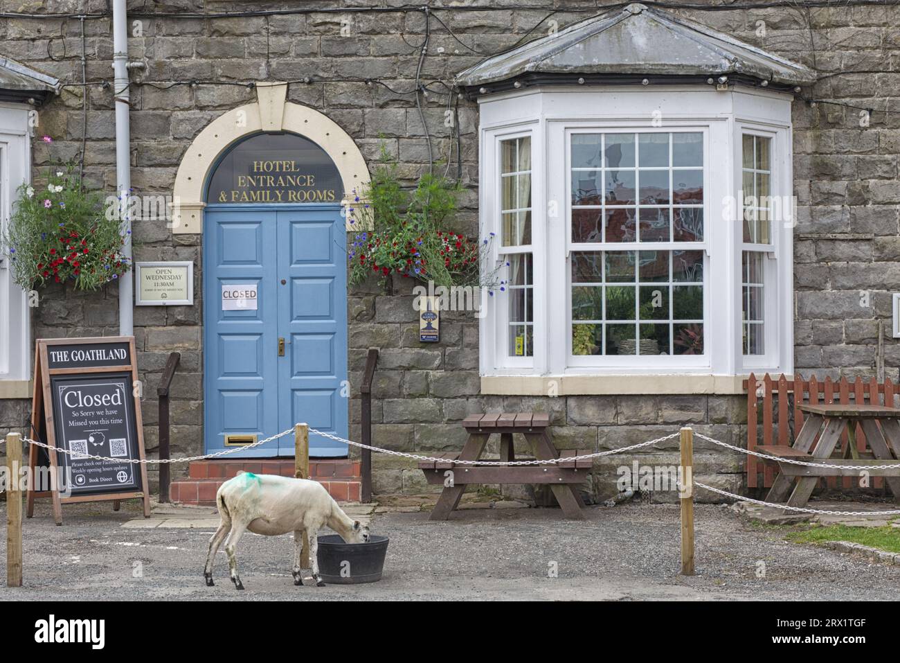 sheep having a drink outside the goathland hotel, Heartbeat country ...
