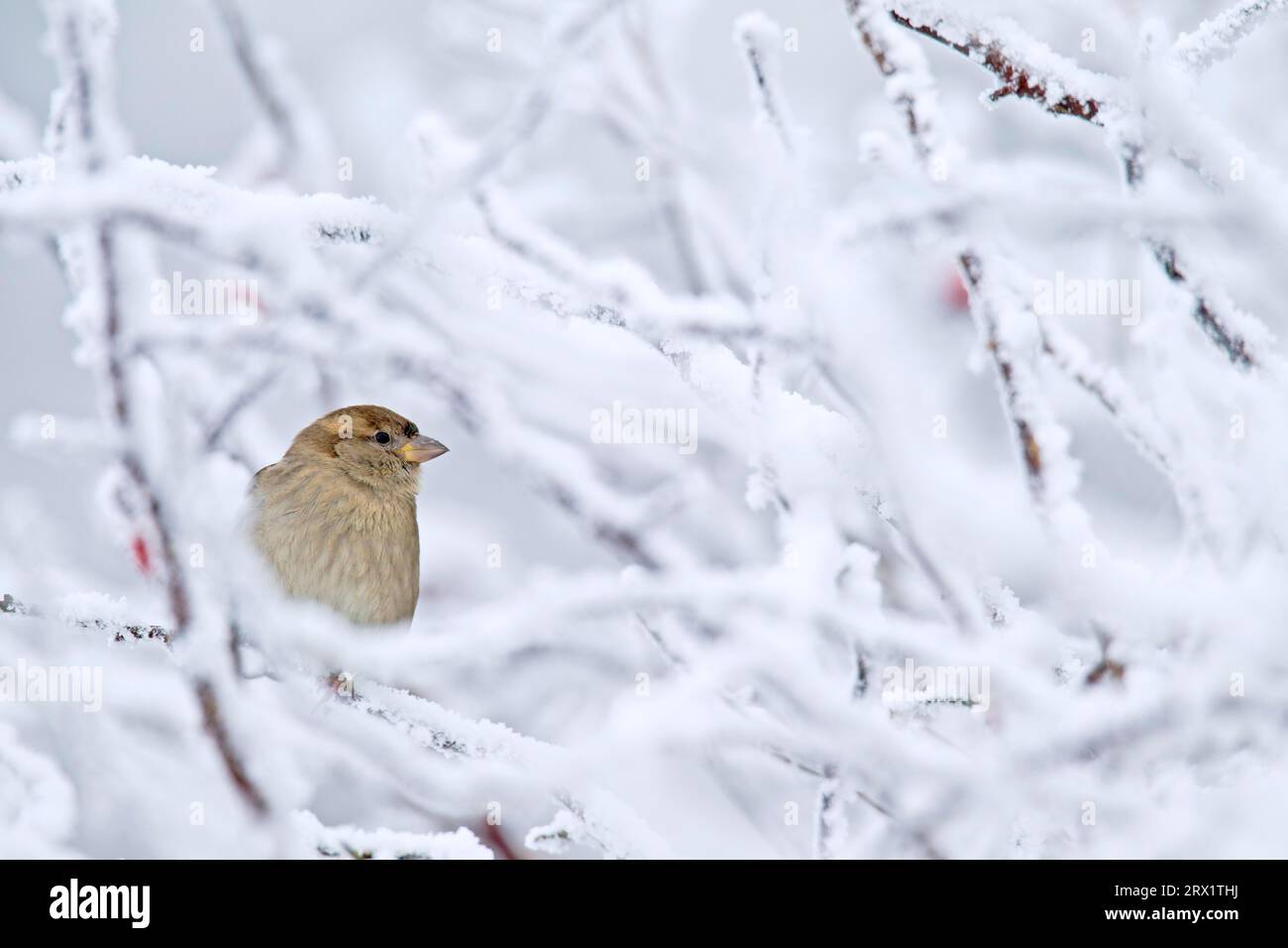 House Sparrow, the natural range includes large parts of Europe, the ...