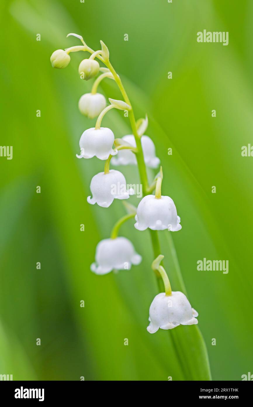 Lily of the Valley (Convallaria majalis) often grows in dense stands on ...