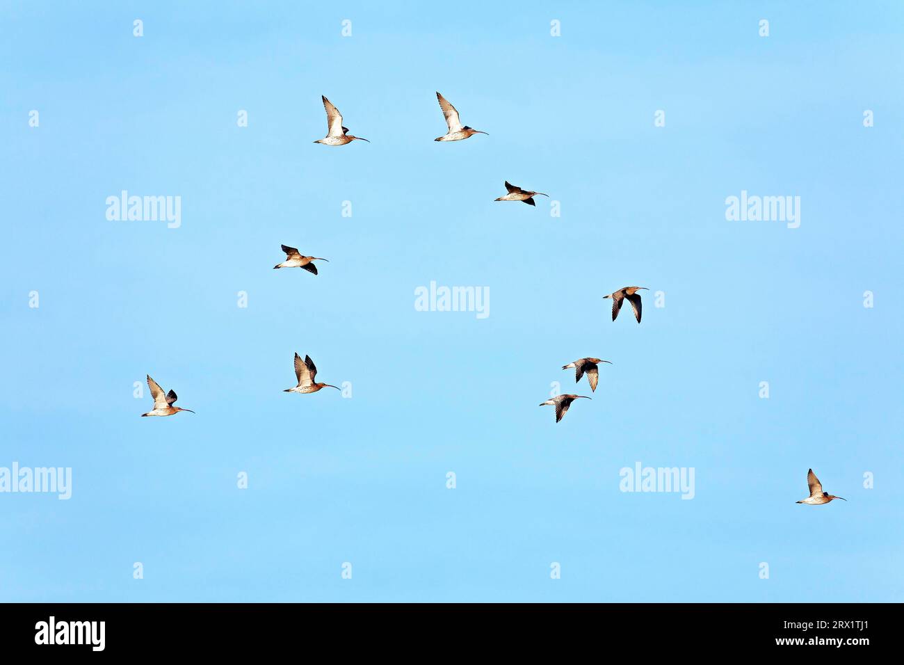 Eurasian curlews (Numenius arquata) reaches a wingspan of 80, 106 cm ...