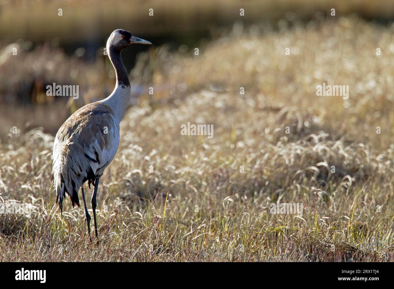 Cranes reach a body length of 100, 130 cm (common crane (Grus grus ...