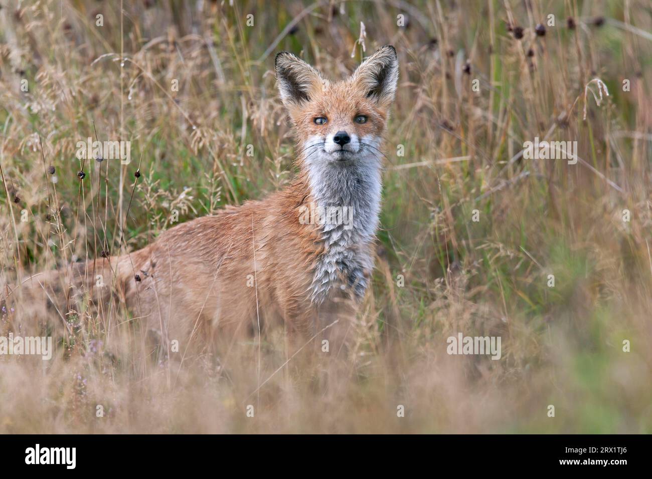 Red Fox (Vulpes vulpes), the natural range reaches from the Arctic to ...