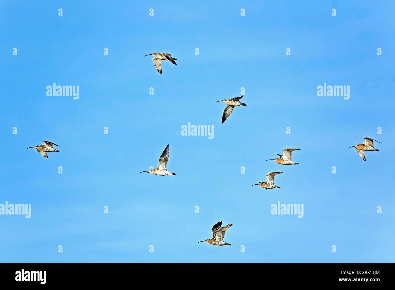 Eurasian curlew (Numenius arquata) is the largest wader in Europe ...