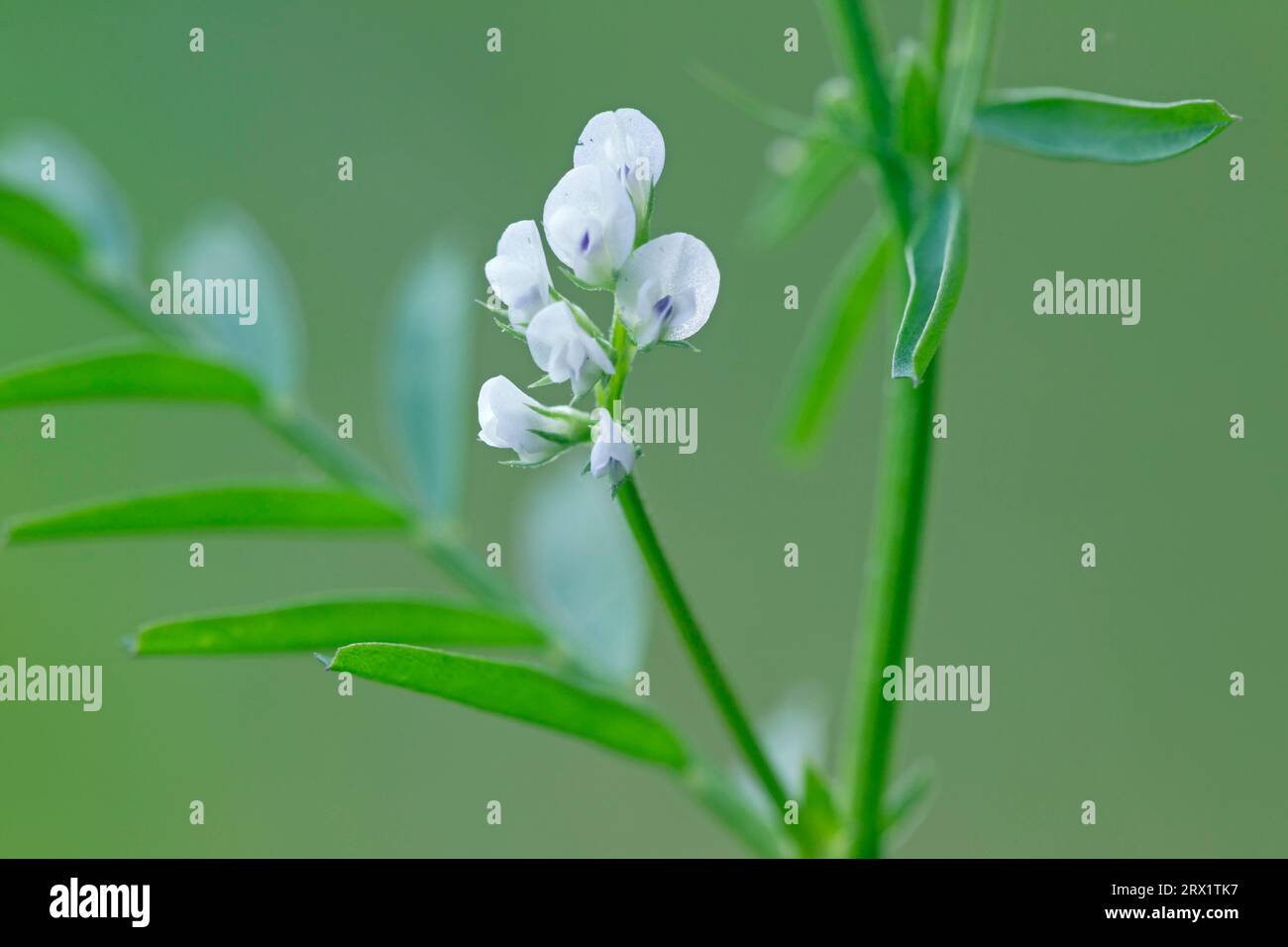 Hairy Vetch (Vicia) is edible and its seeds are sometimes used as a ...