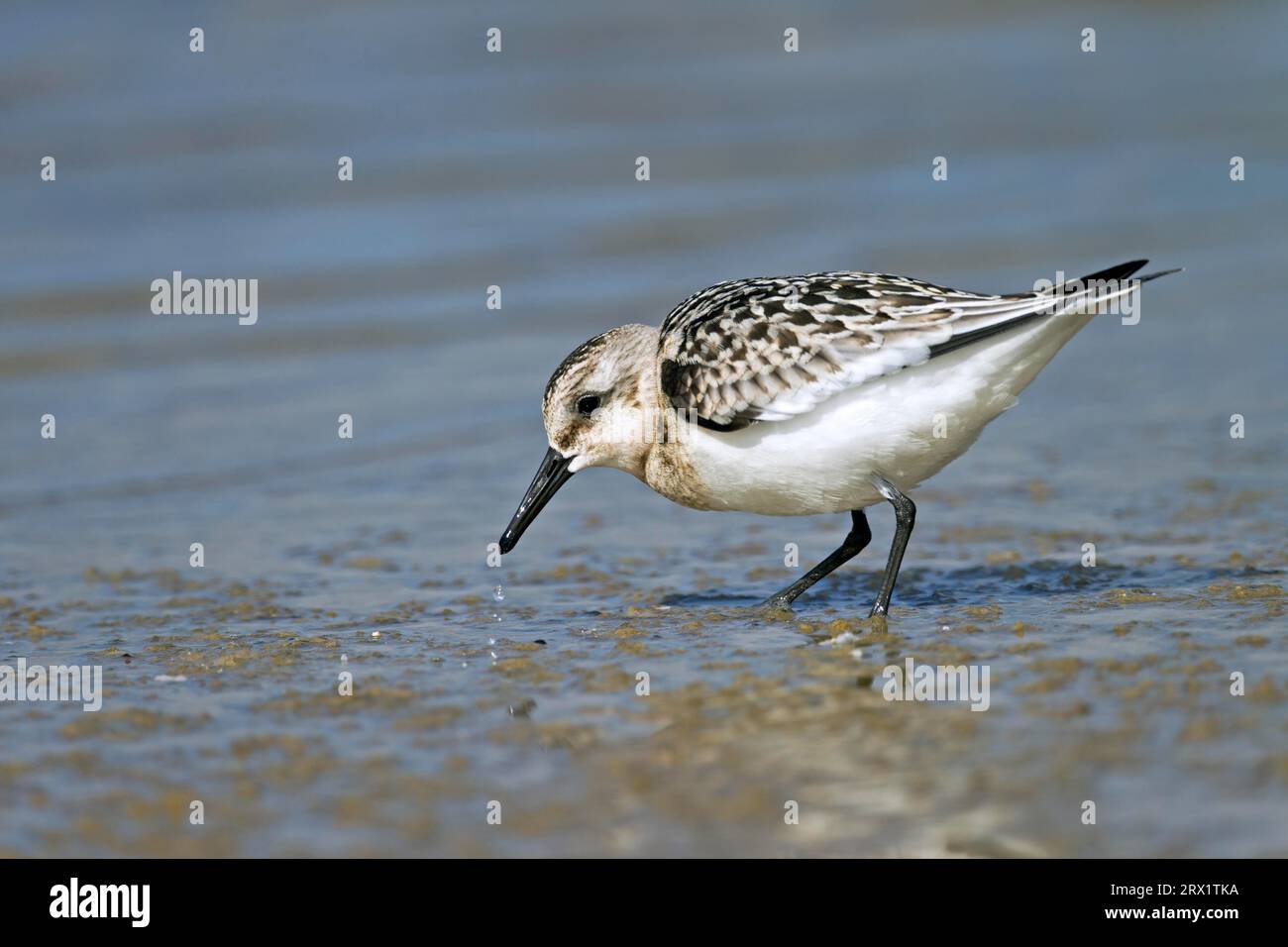Sanderlings (Calidris alba) reach the breeding grounds in the Arctic ...