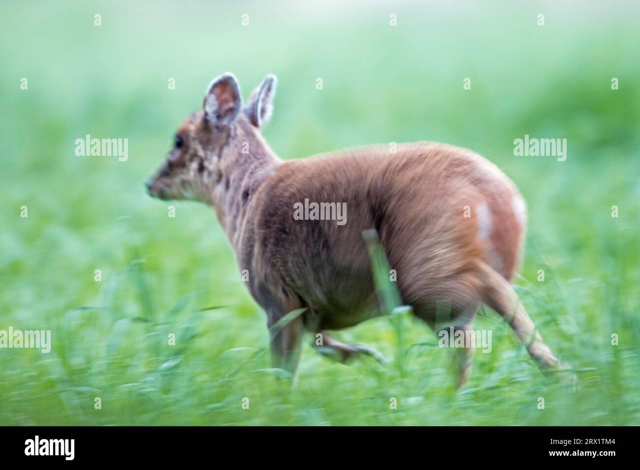 Irish dwarf hi-res stock photography and images - Alamy