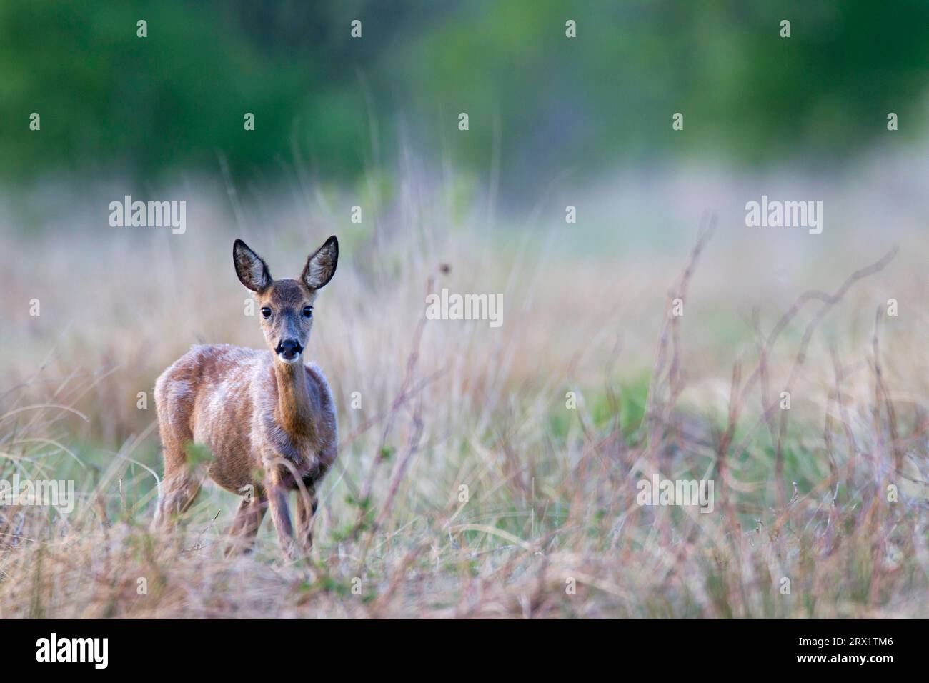 European roe deer (Capreolus capreolus), the meat is technically called ...