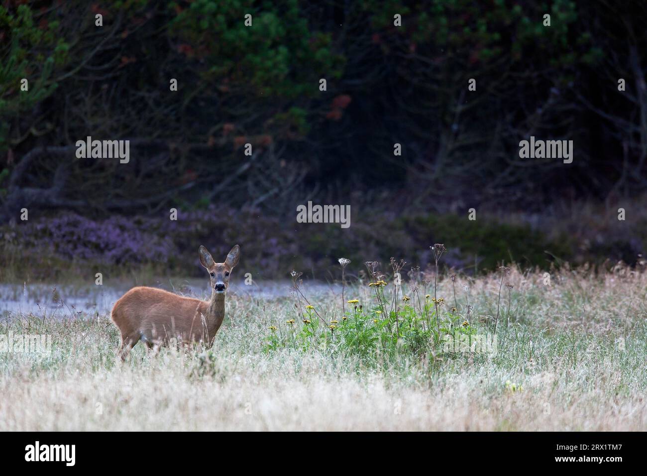 European roe deer (Capreolus capreolus), a marked roe deer (European ...