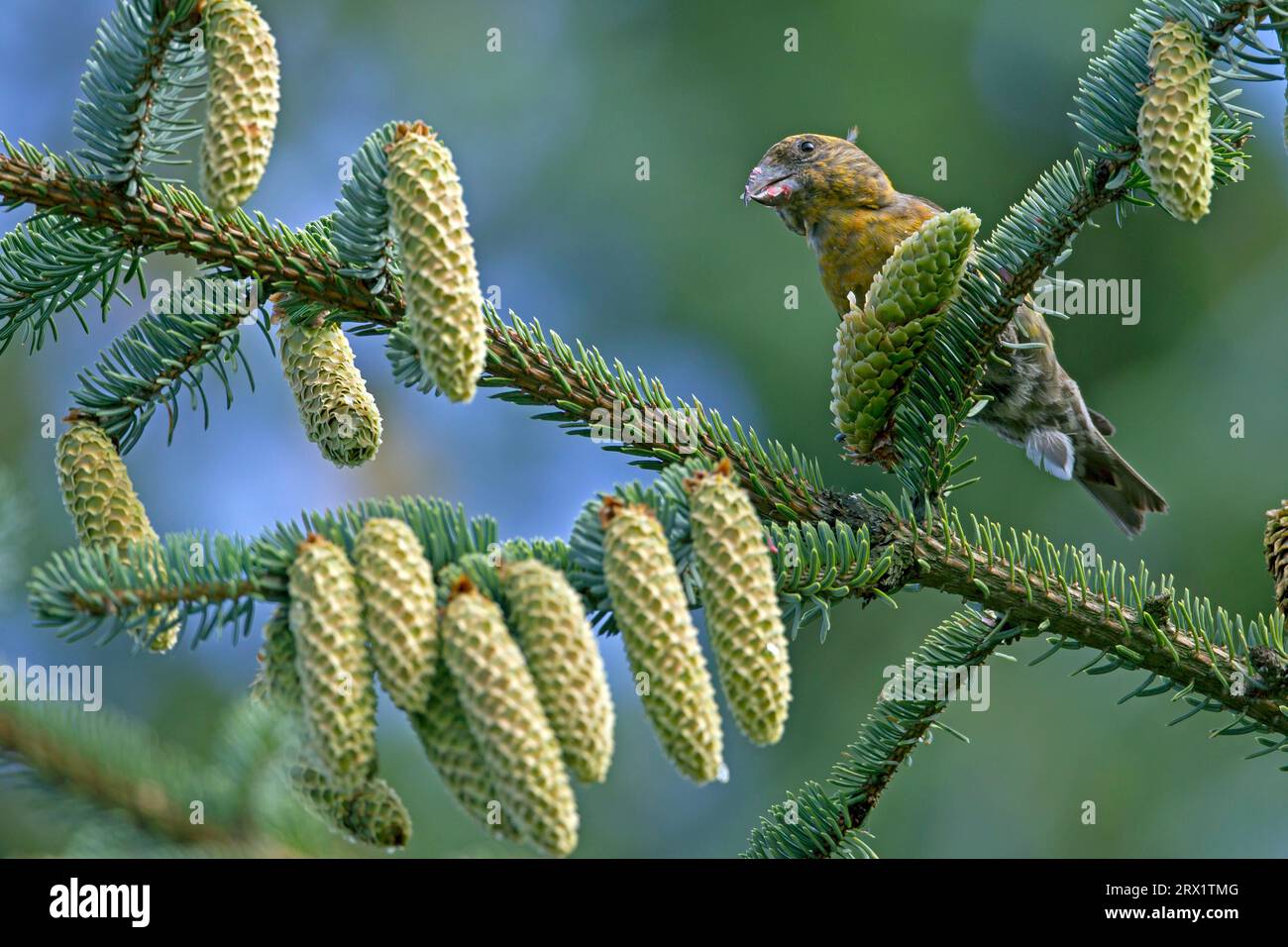 Red crossbill eggs hi-res stock photography and images - Alamy