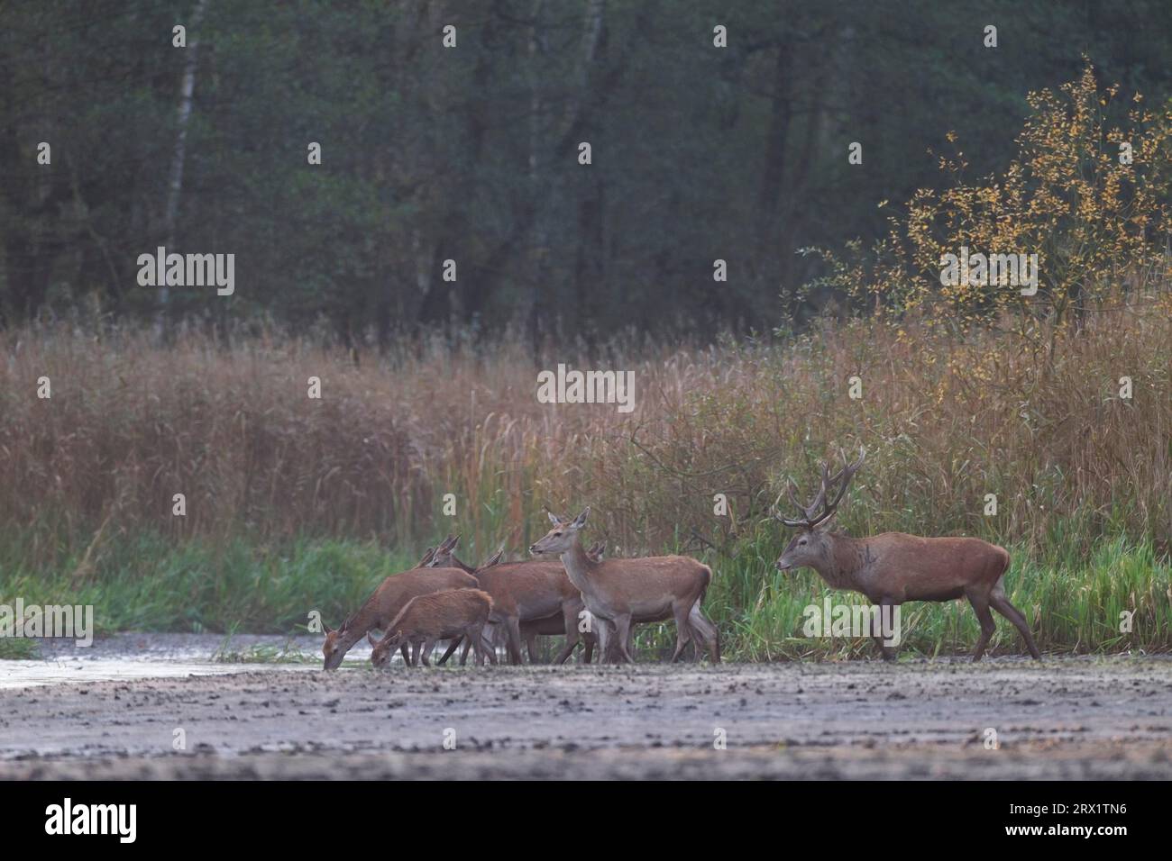 In Germany, red deer may be hunted outside the core areas, which ...