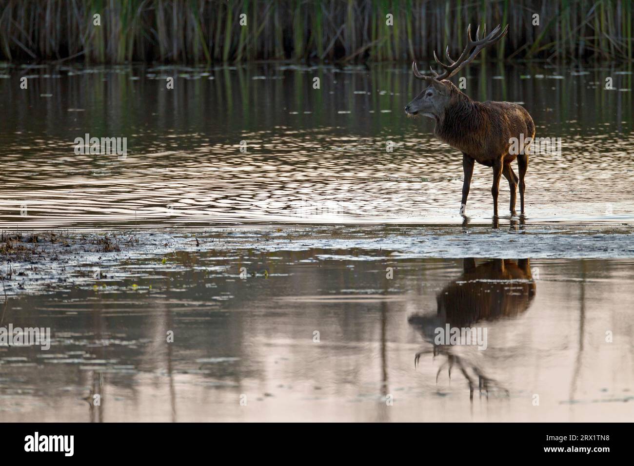 Red deer, the rut begins depending on the region at the end of August ...