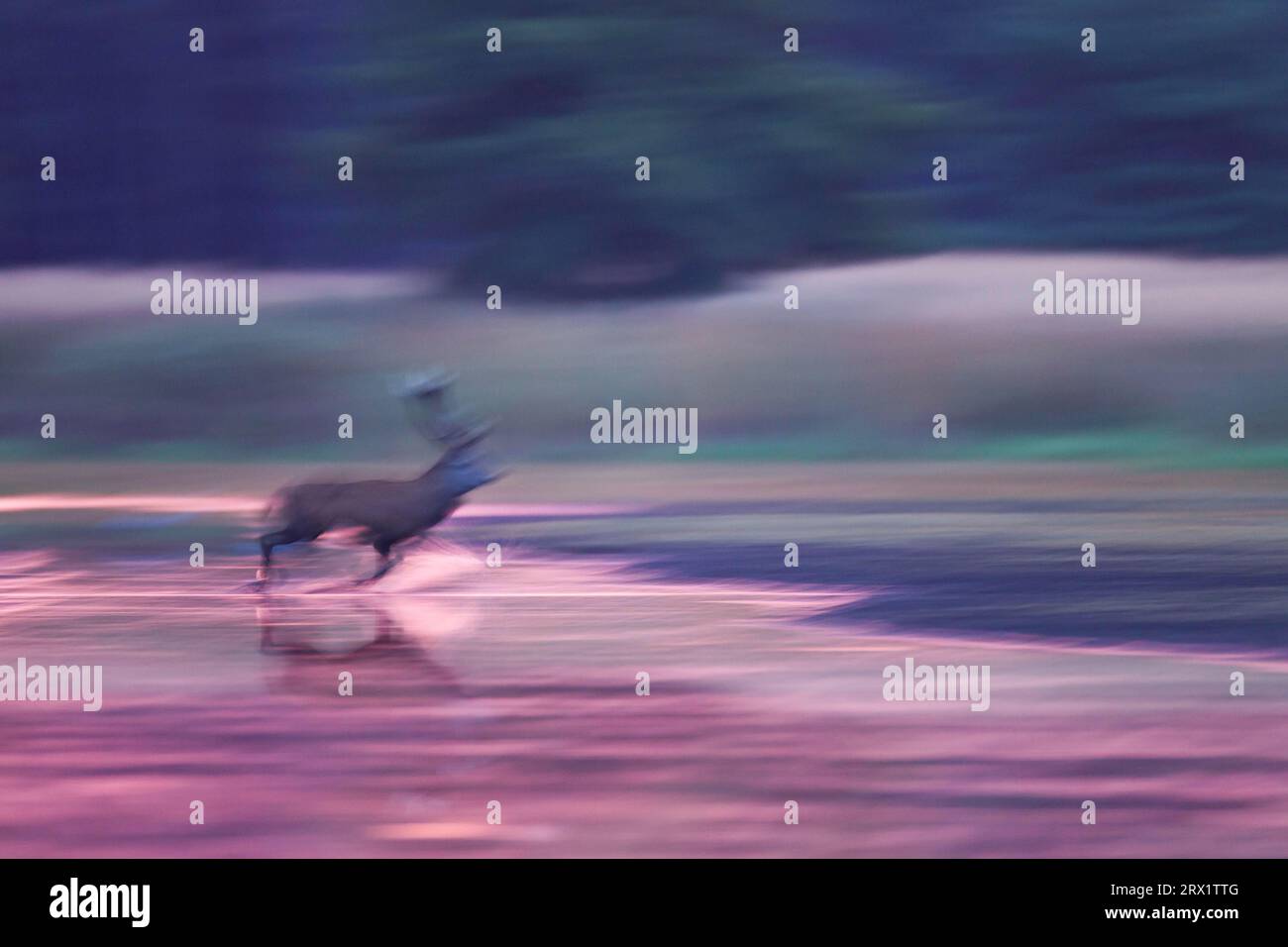 Red Deer, old, mature stags sometimes lead a solitary life outside the ...