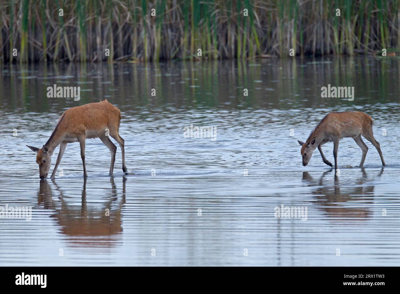 Females give birth to one young hi-res stock photography and images - Alamy