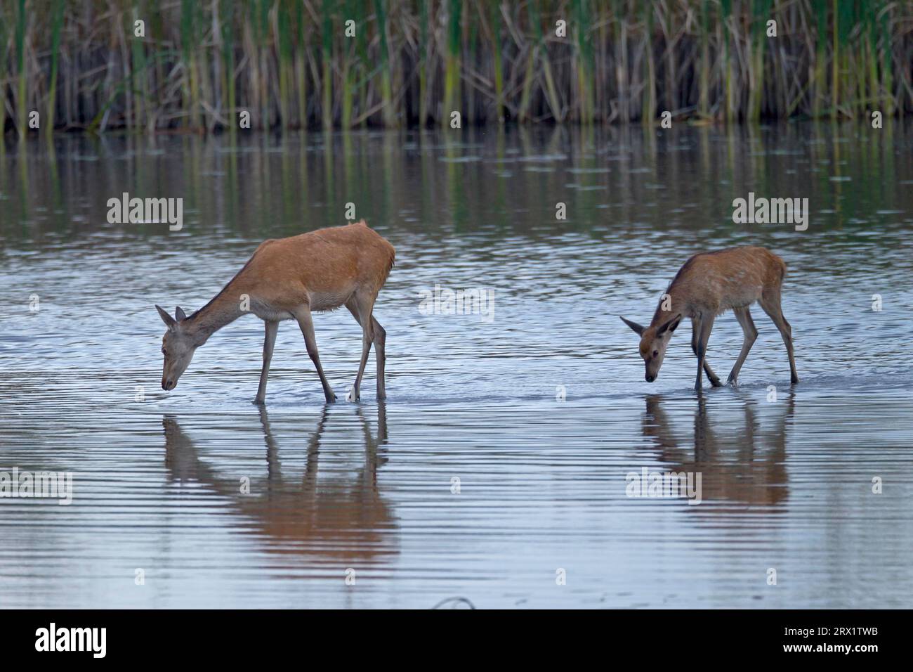 Females give birth to one young hi-res stock photography and images - Alamy