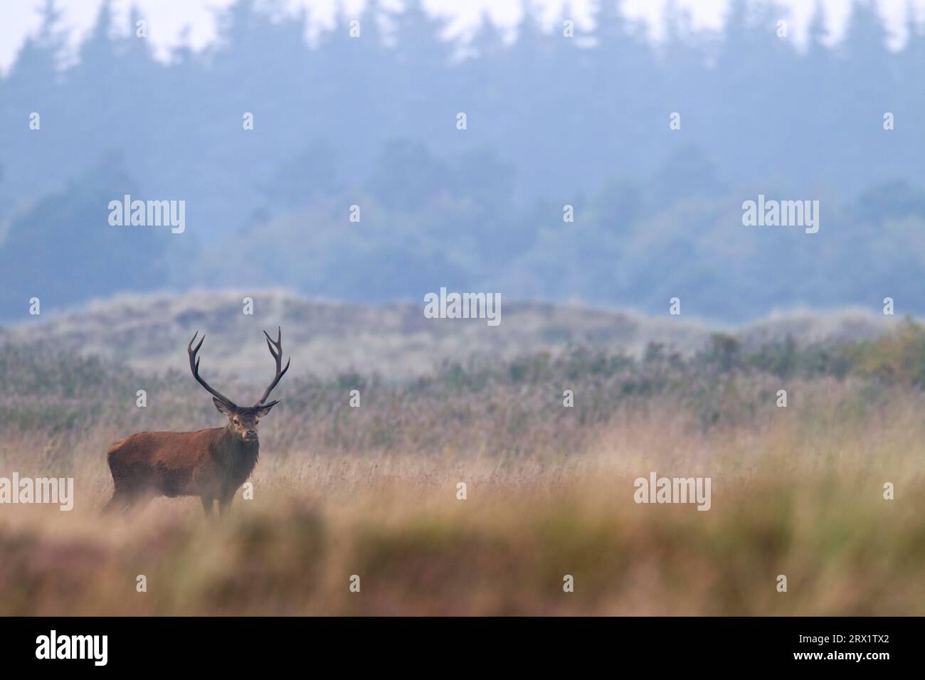 Red Deer (Cervus elaphus) the males grow a clearly visible rutting mane ...